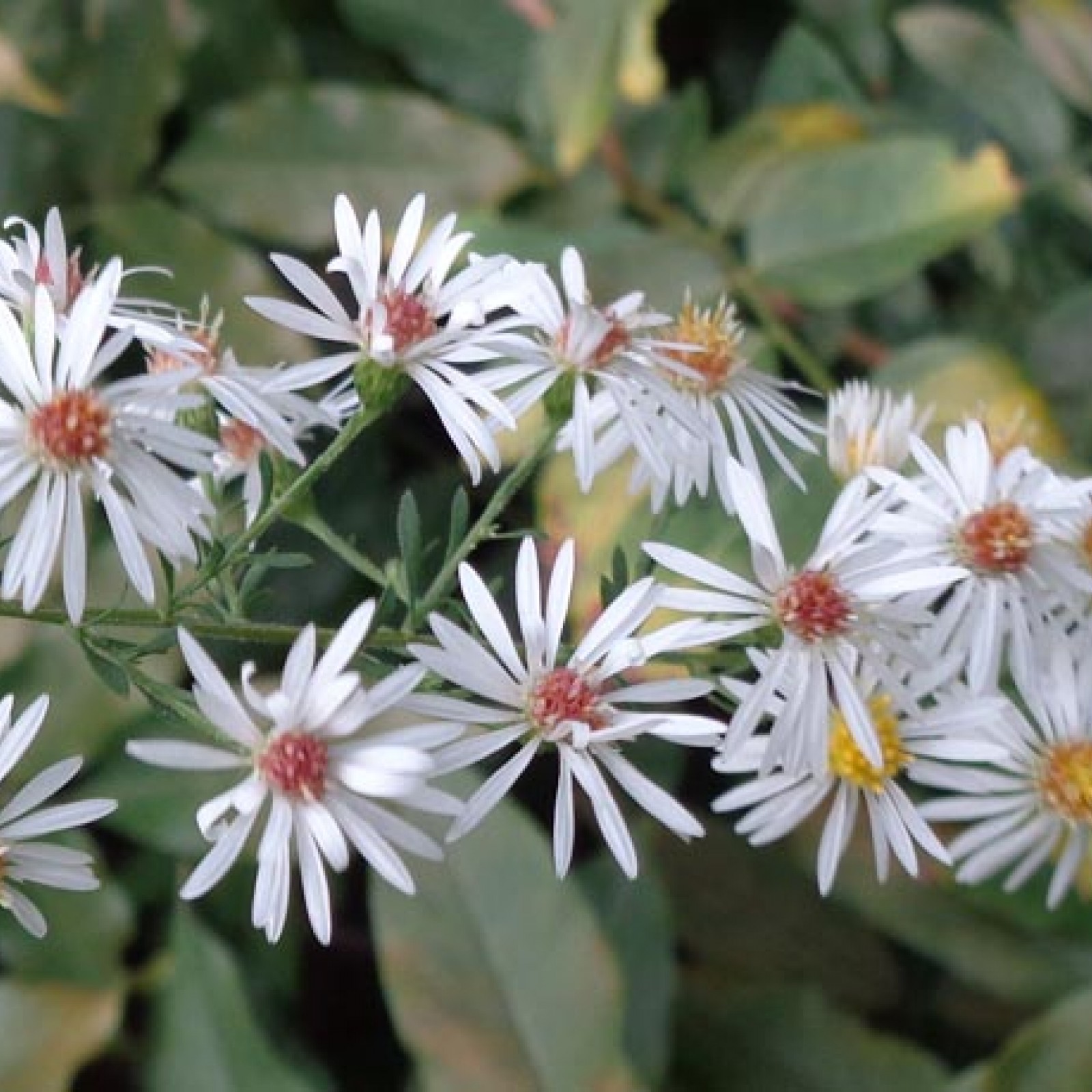 Aster lateriflorus - horizontalis - Rasadnik „Jelena”
