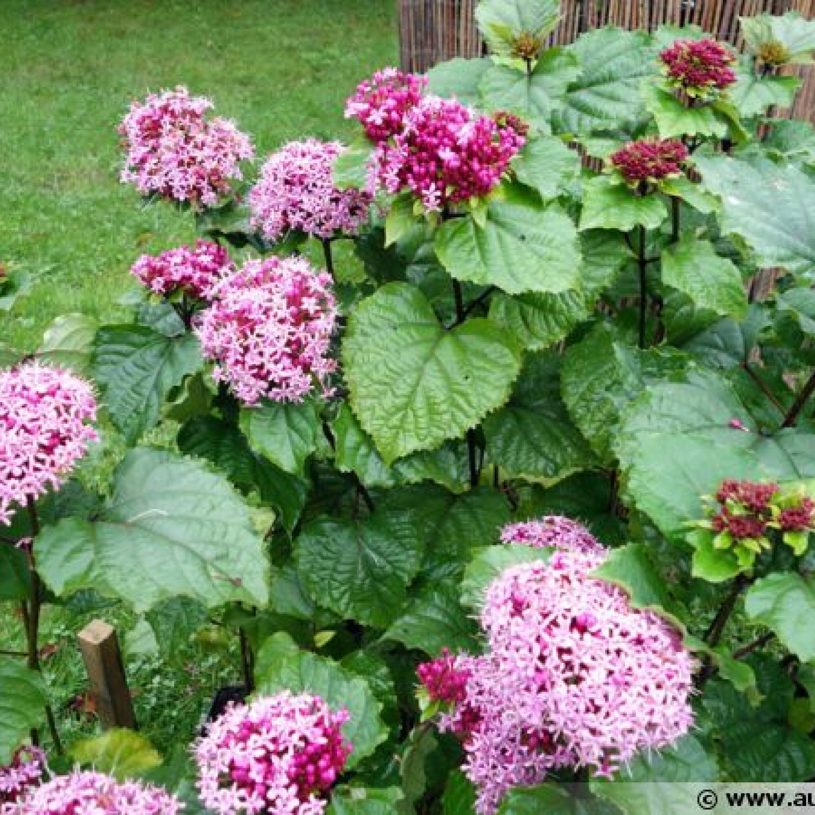 Clerodendron bungei “Mexican Hydrangea” - Rasadnik „Jelena”