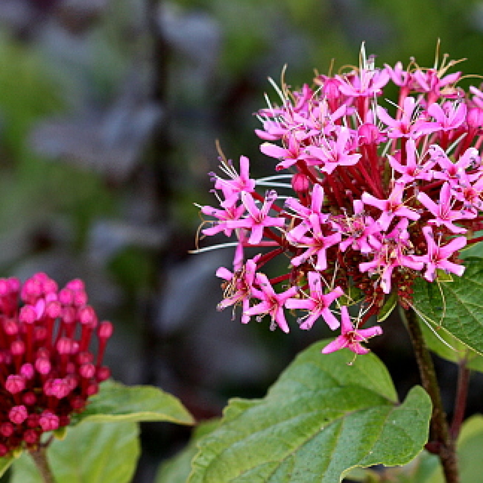 Clerodendron bungei “Mexican Hydrangea” - Rasadnik „Jelena”