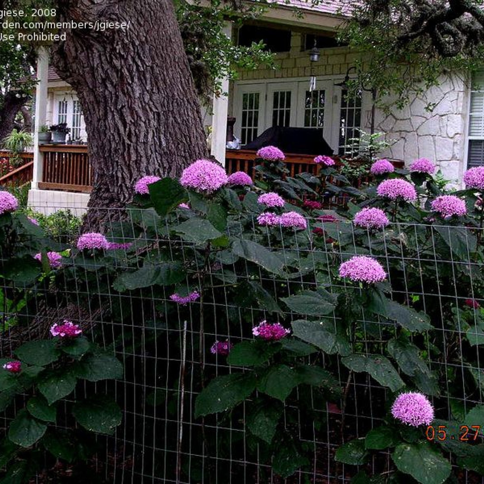 Clerodendron bungei “Mexican Hydrangea” - Rasadnik „Jelena”
