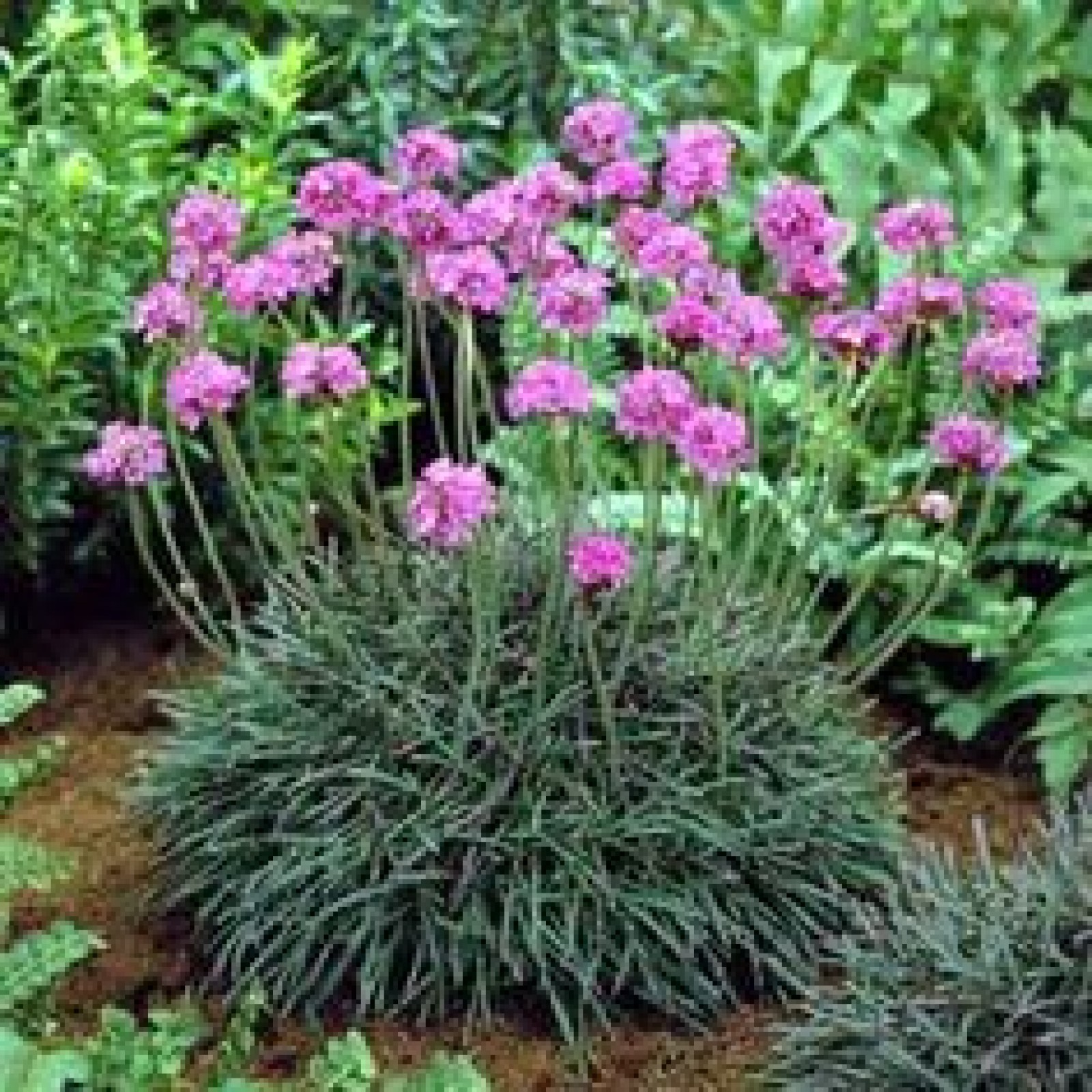 ARMERIA MARITIMA - Rasadnik „Jelena”
