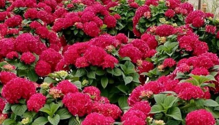 Rasadnik „Jelena”