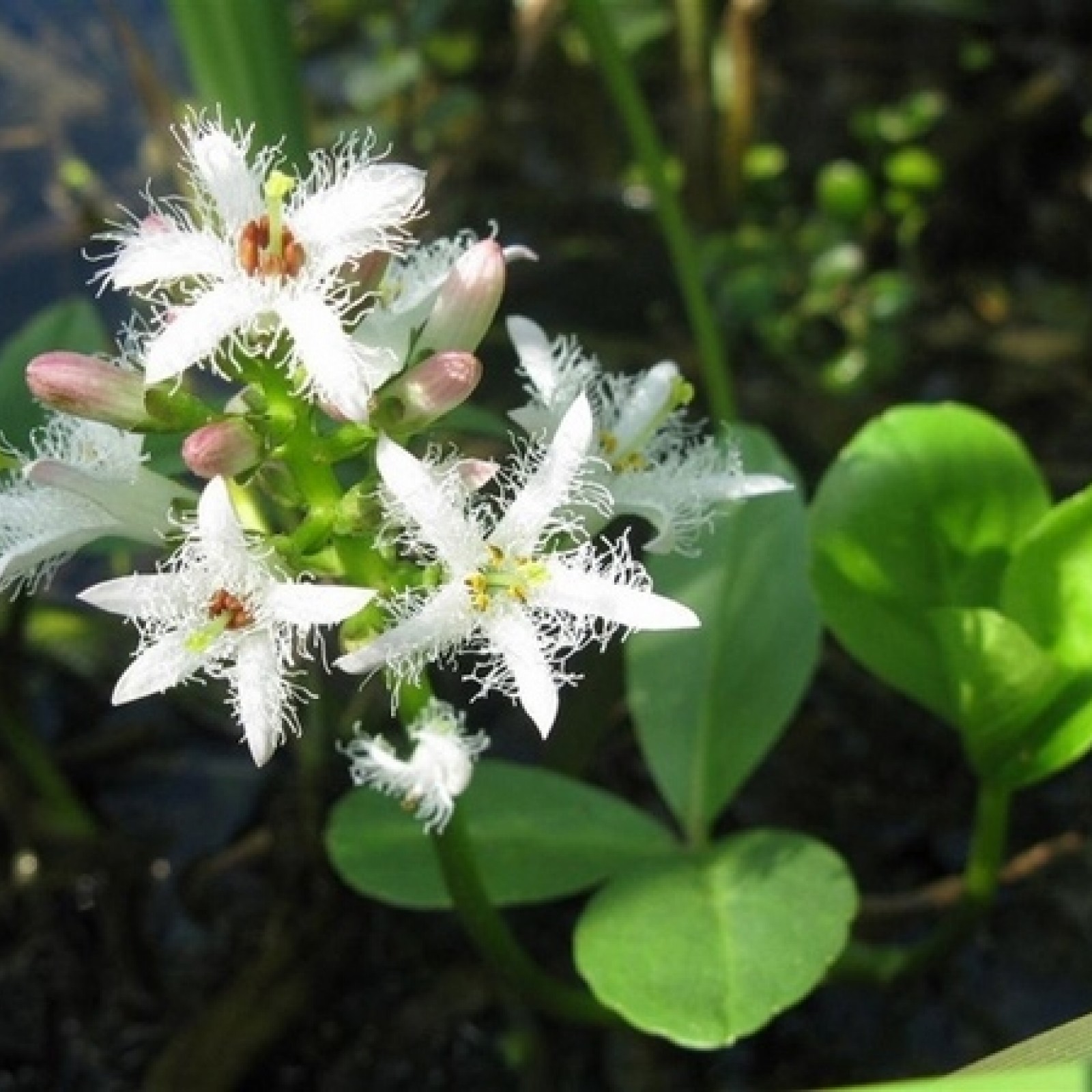 Menyanthes trifoliata - Rasadnik „Jelena”