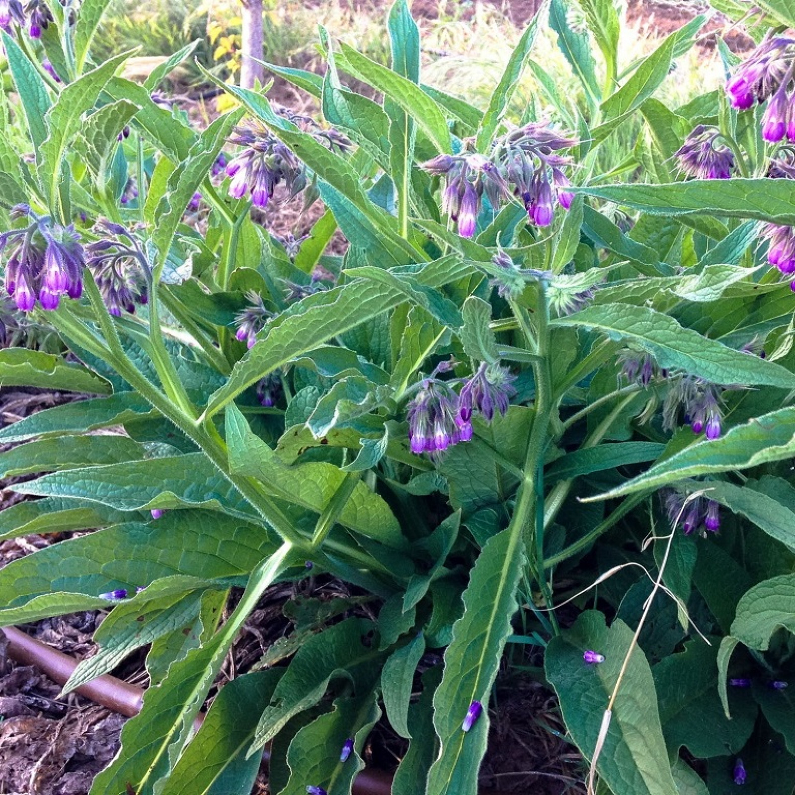 Gavez ili Symphytum officinale - Rasadnik „Jelena”