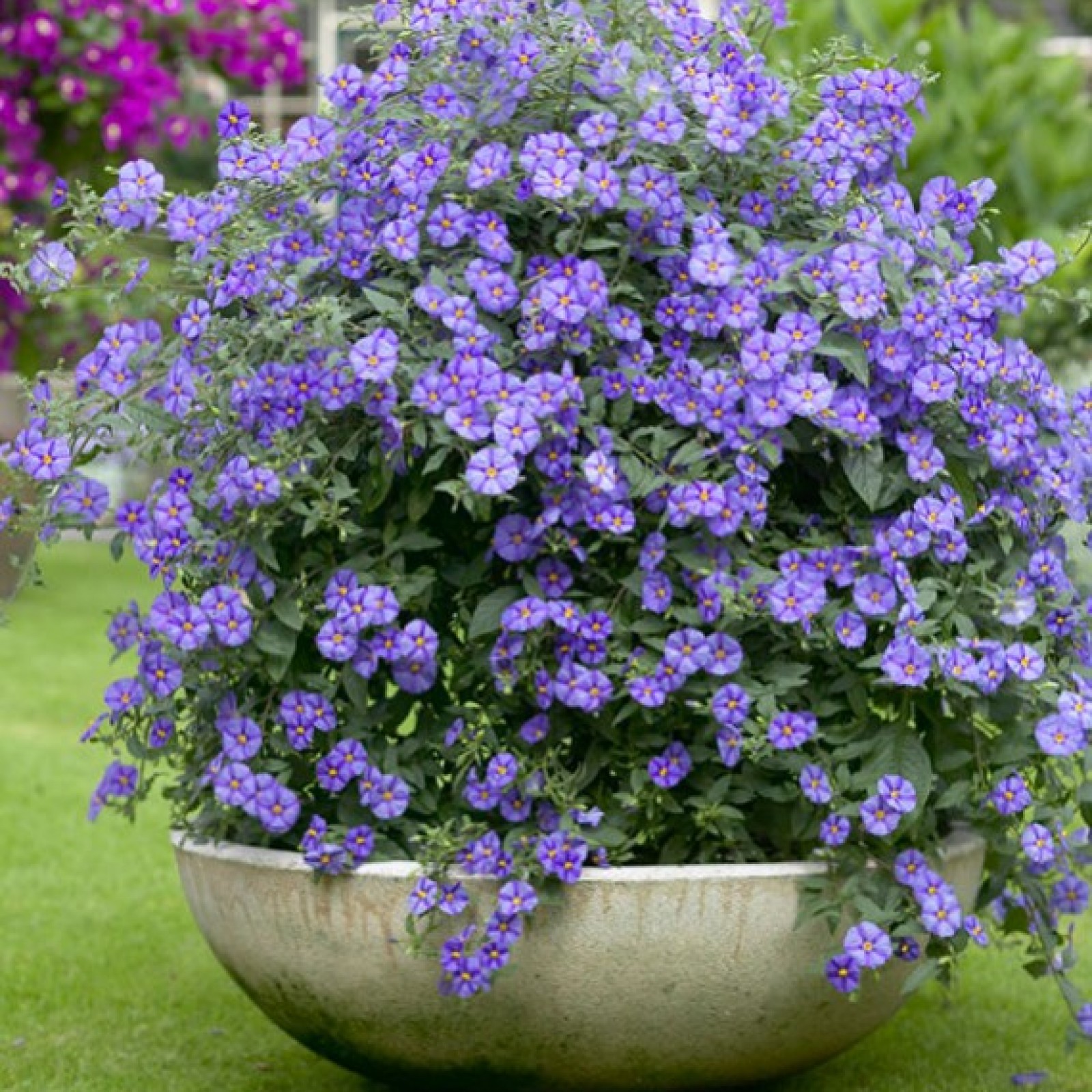 Solanum rantonnetti 'Royal Robe' - Rasadnik „Jelena”