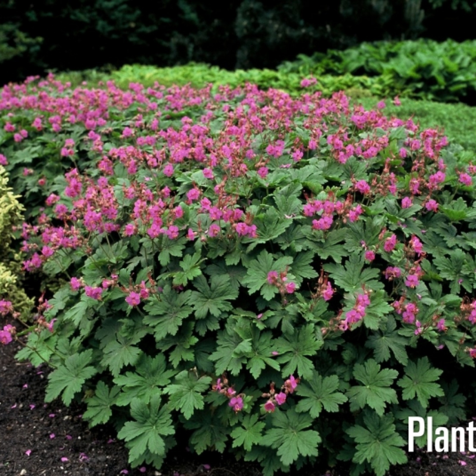 Geranium macrorrhizum - Rasadnik „Jelena”