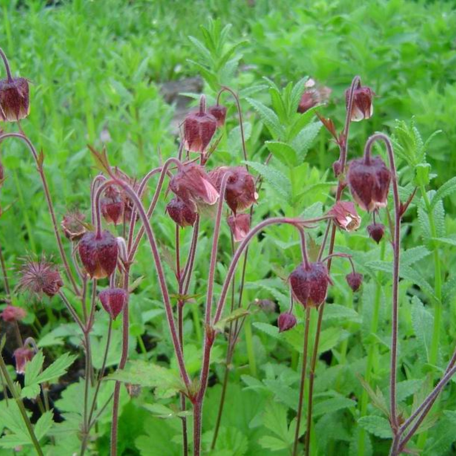 Geum rivale - Rasadnik „Jelena”