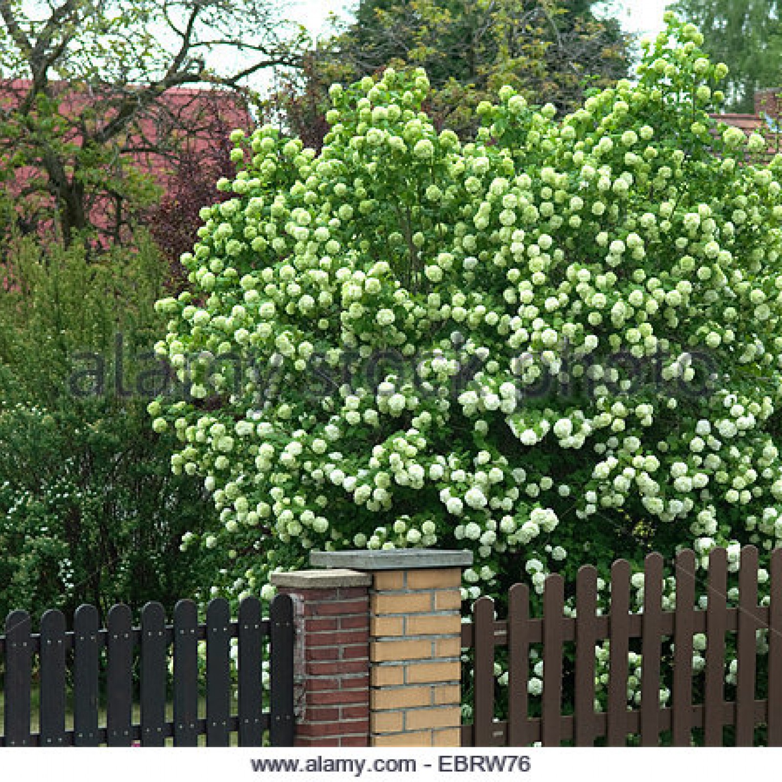 VIBURNUM OPULUS - Rasadnik „Jelena”