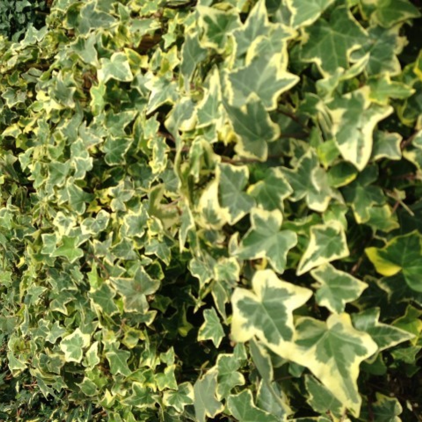 Hedera helix 'Gold Child" - Rasadnik „Jelena”