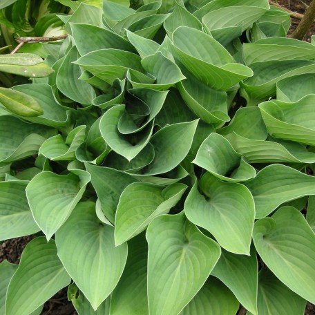 Hoste - Rasadnik „Jelena”