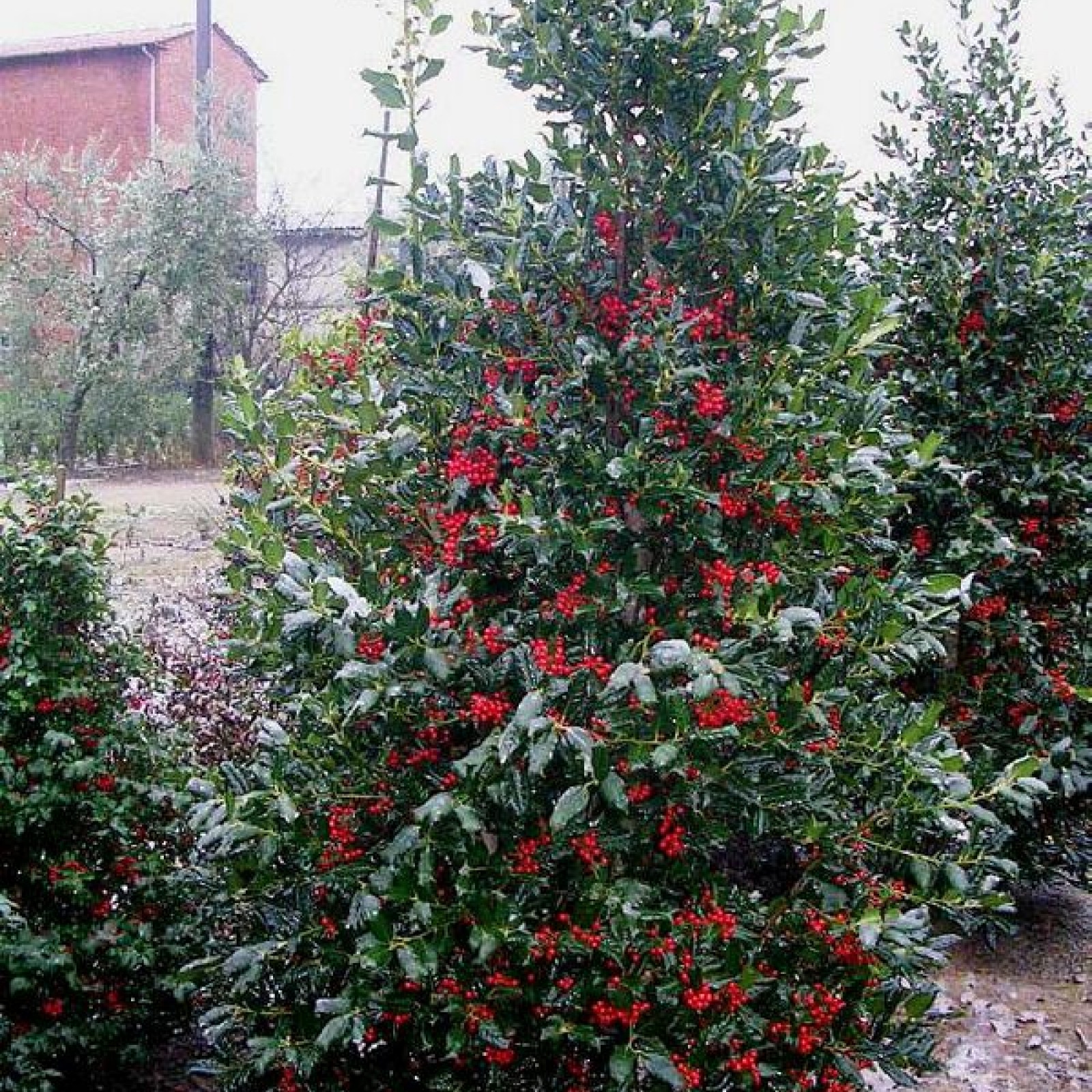 Ilex aquifolium - Rasadnik „Jelena”