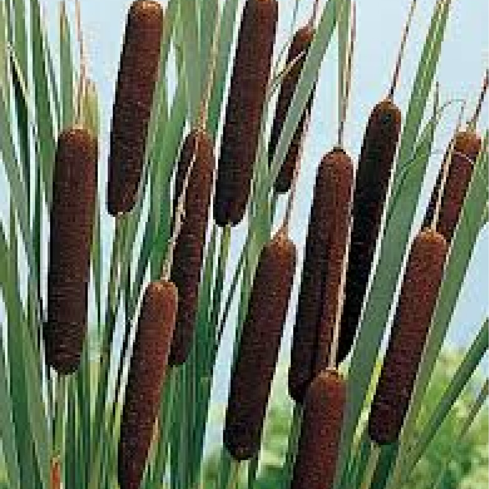 Typha latifolia - Rasadnik „Jelena”