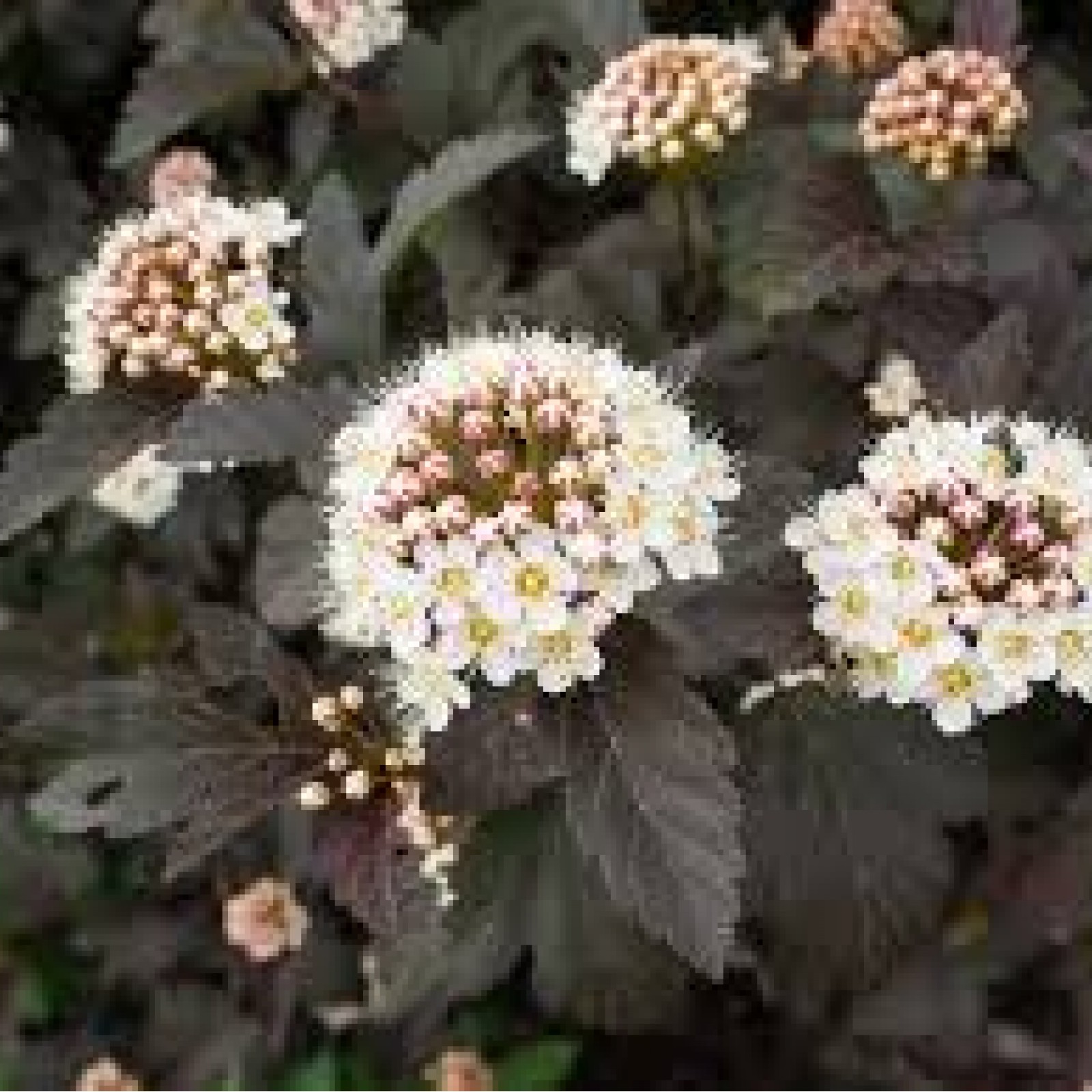PHYSOCARPUS OPULIFOLIUS - Rasadnik „Jelena”