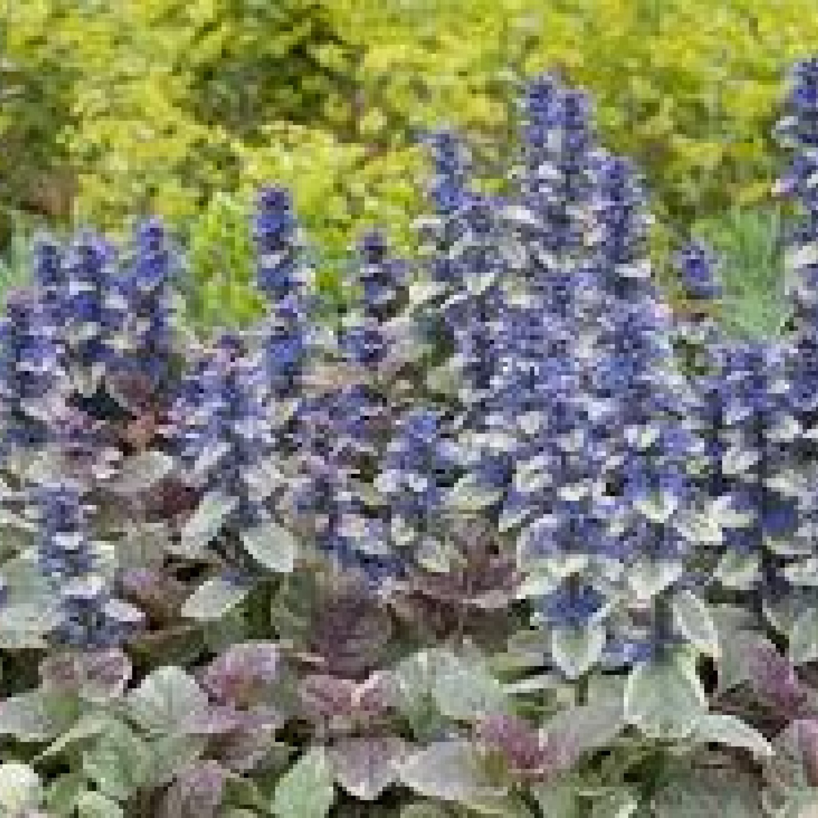 AJUGA REPTANS „BURGUNDY GLOW“ - Rasadnik „Jelena”