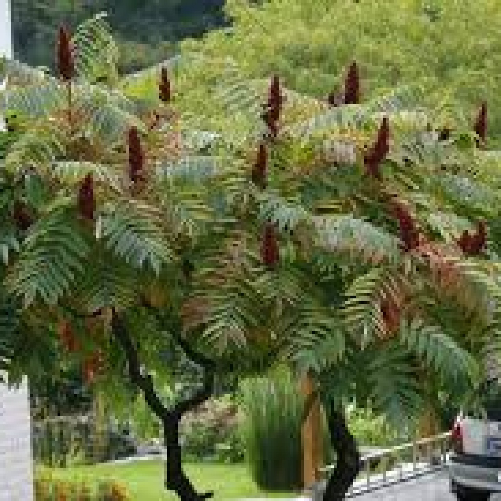 RHUS TYPHINA - Rasadnik „Jelena”