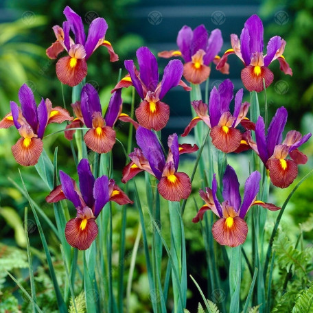 Irisi - Rasadnik „Jelena”