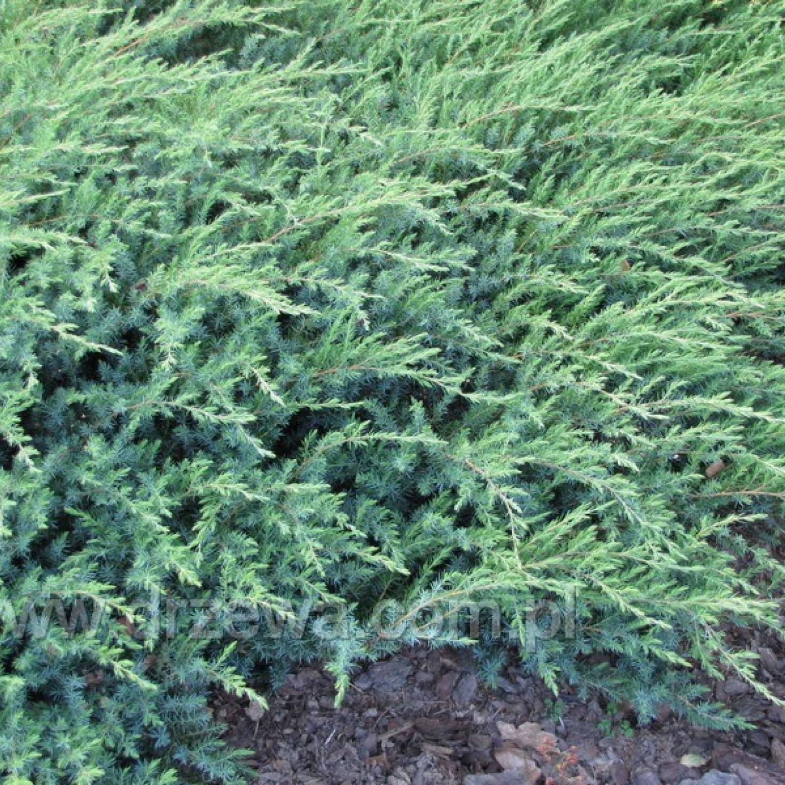 Juniperus conferta schlager - Rasadnik „Jelena”