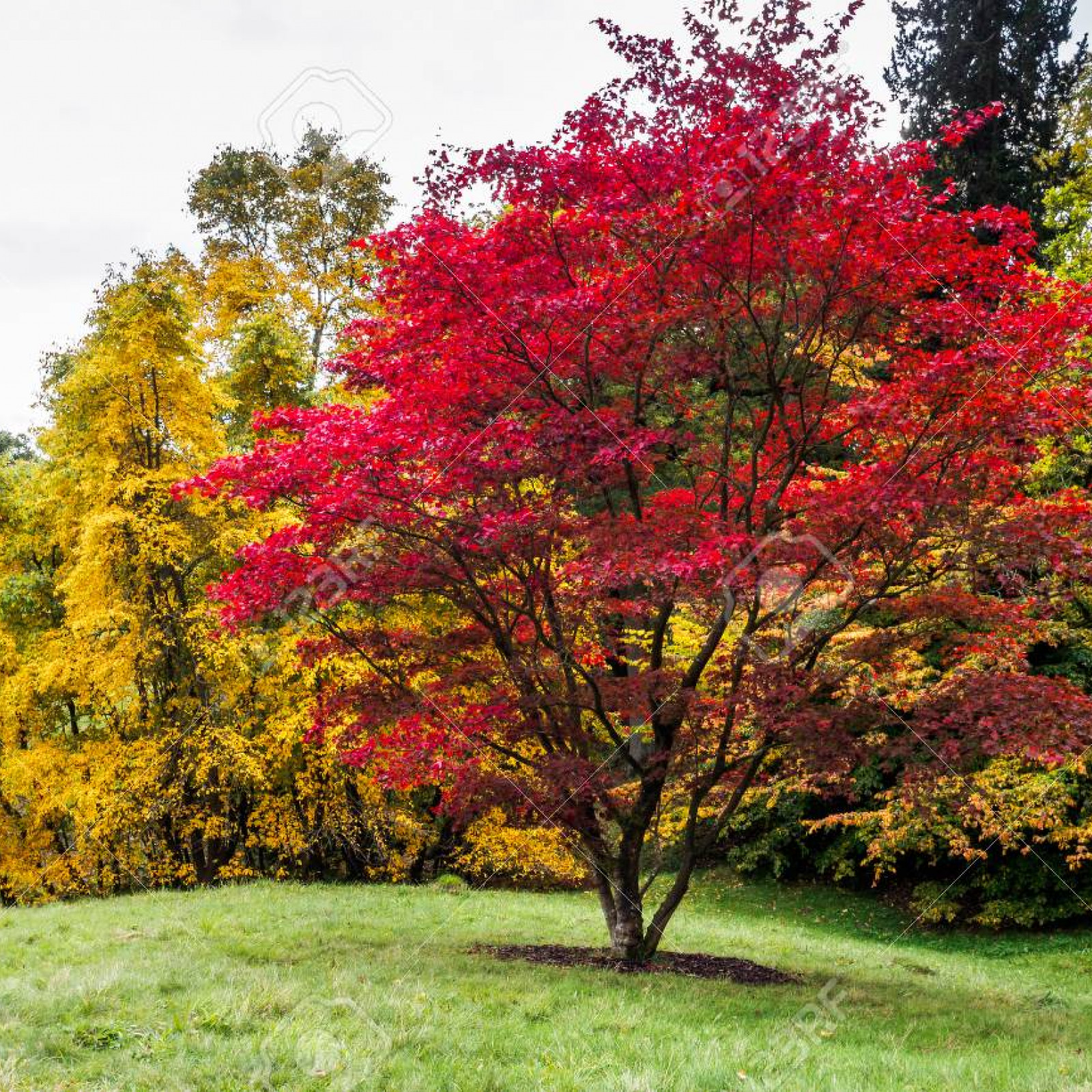 Acer palmatum - Japanski Javor - Rasadnik „Jelena”