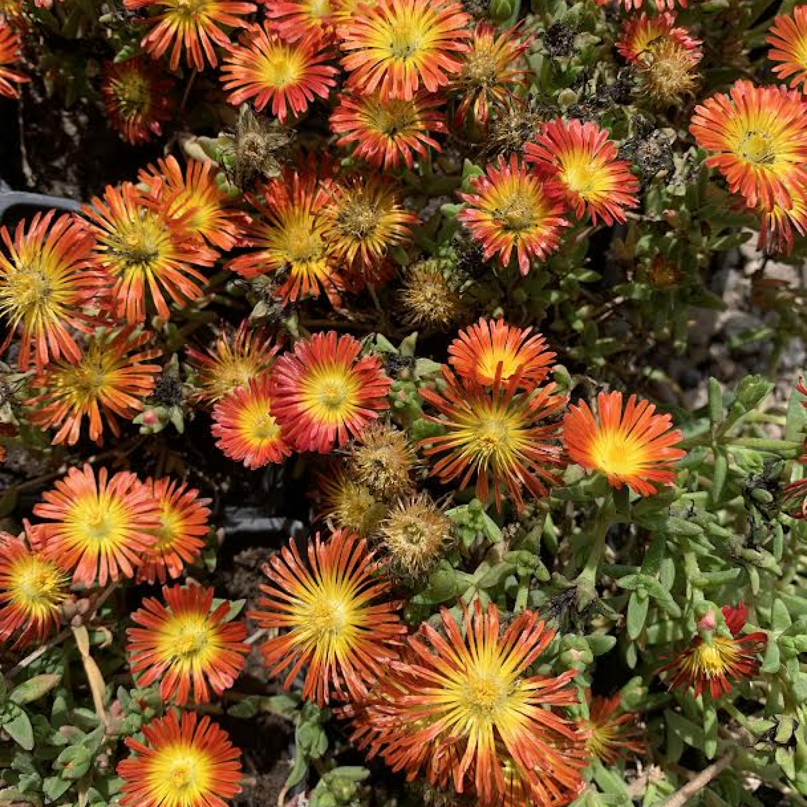 Delosperma "Desert Rubi" - Rasadnik „Jelena”
