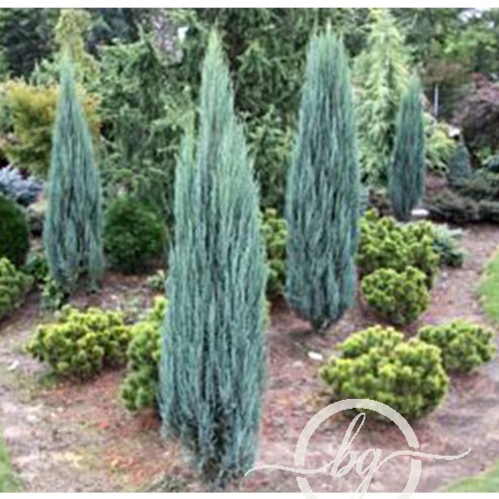 Juniperus "Blue Arrow"