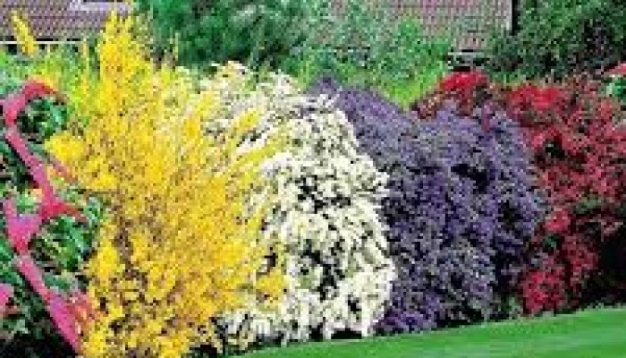 Šiblje preko 1m - Rasadnik „Jelena”