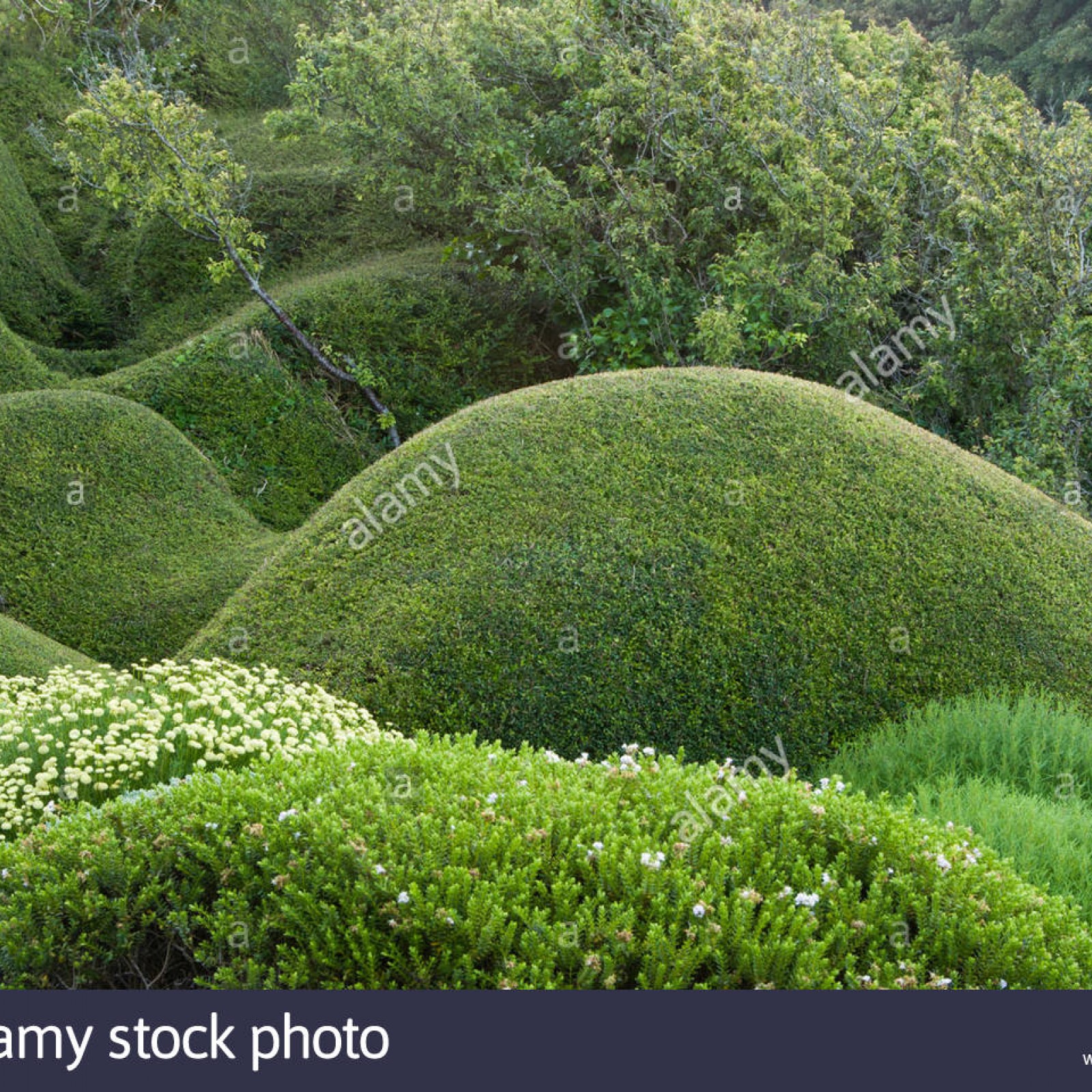 LONICERA NITIDA - Rasadnik „Jelena”