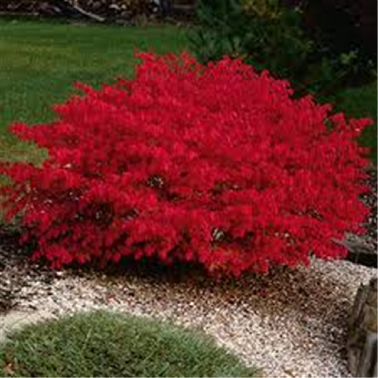 Euonymus alatus " Compactus " - Rasadnik „Jelena”