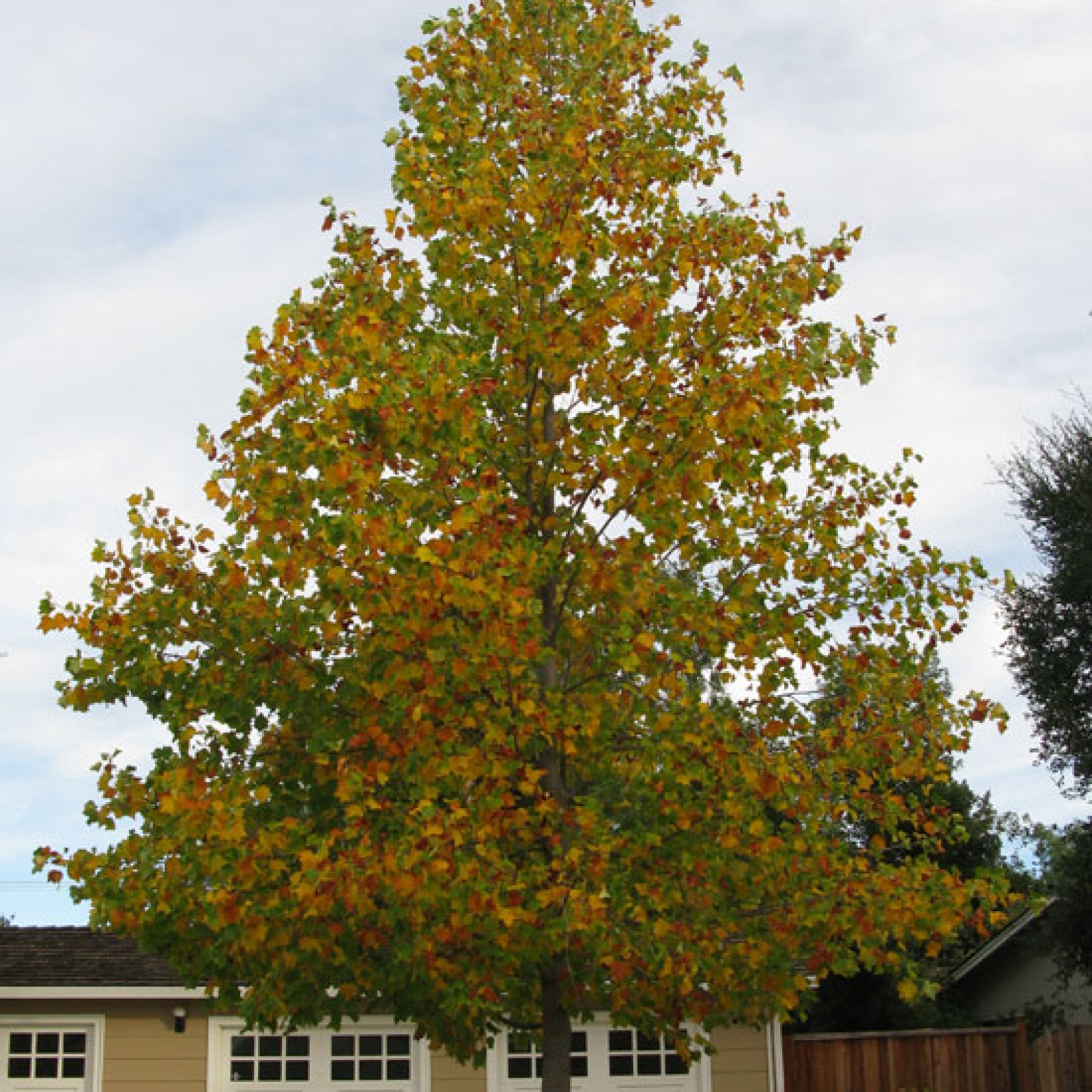 LIRIODENDRON TULIPIFERA - Rasadnik „Jelena”