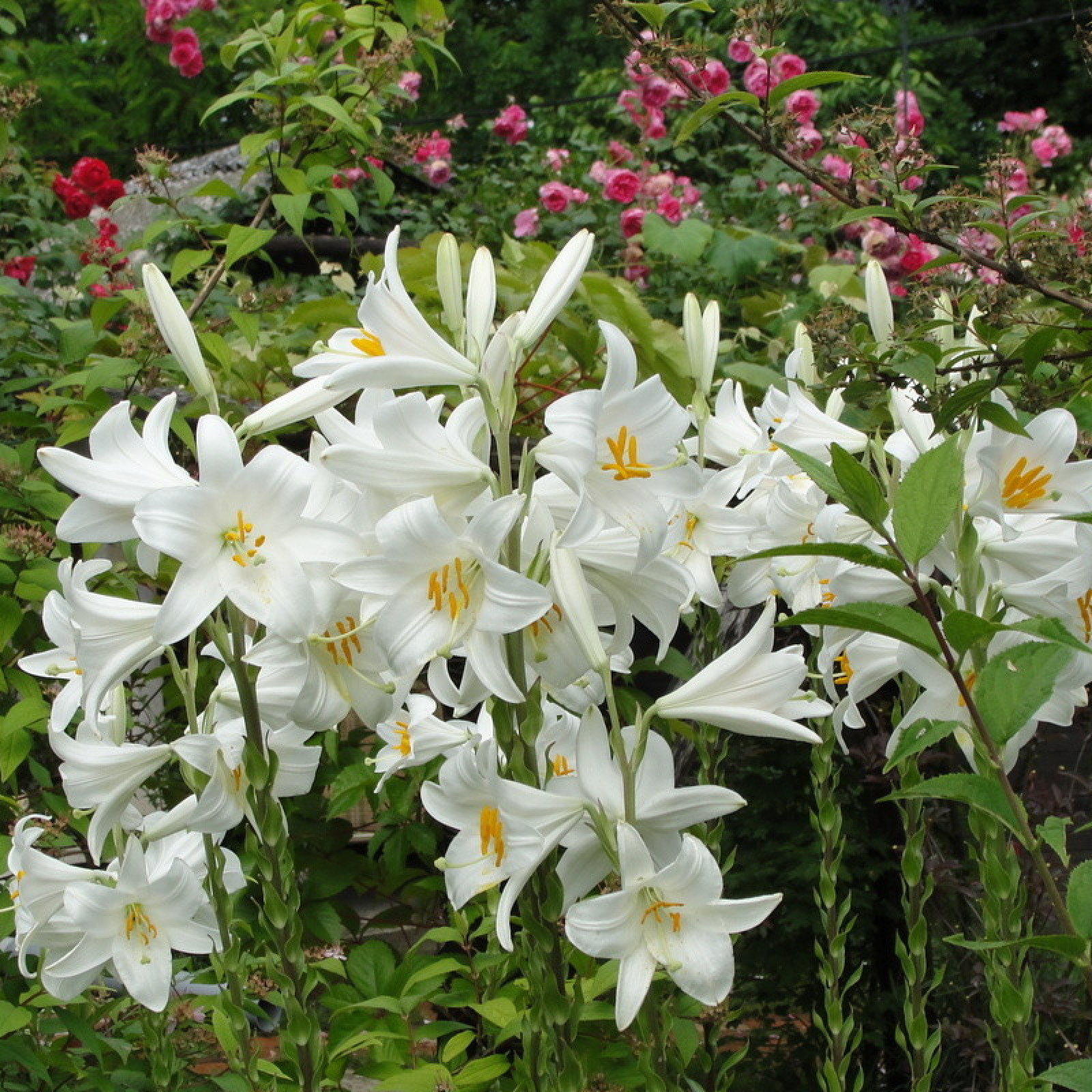 Krin - Beli ljiljan - Rasadnik „Jelena”