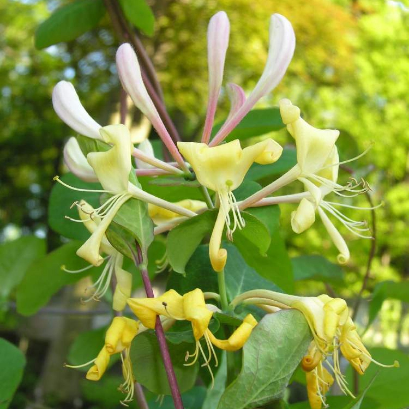Lonicera caprifolium - Rasadnik „Jelena”