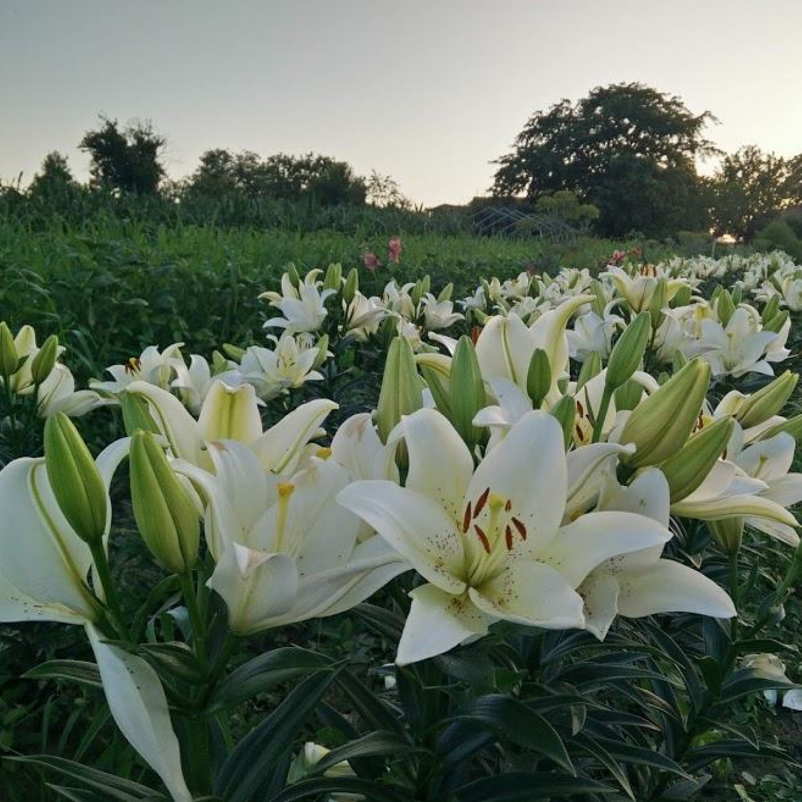 Krin - Beli ljiljan - Rasadnik „Jelena”