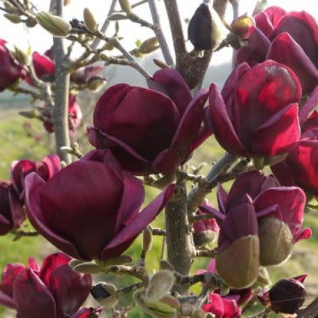Magnolie - Rasadnik „Jelena”