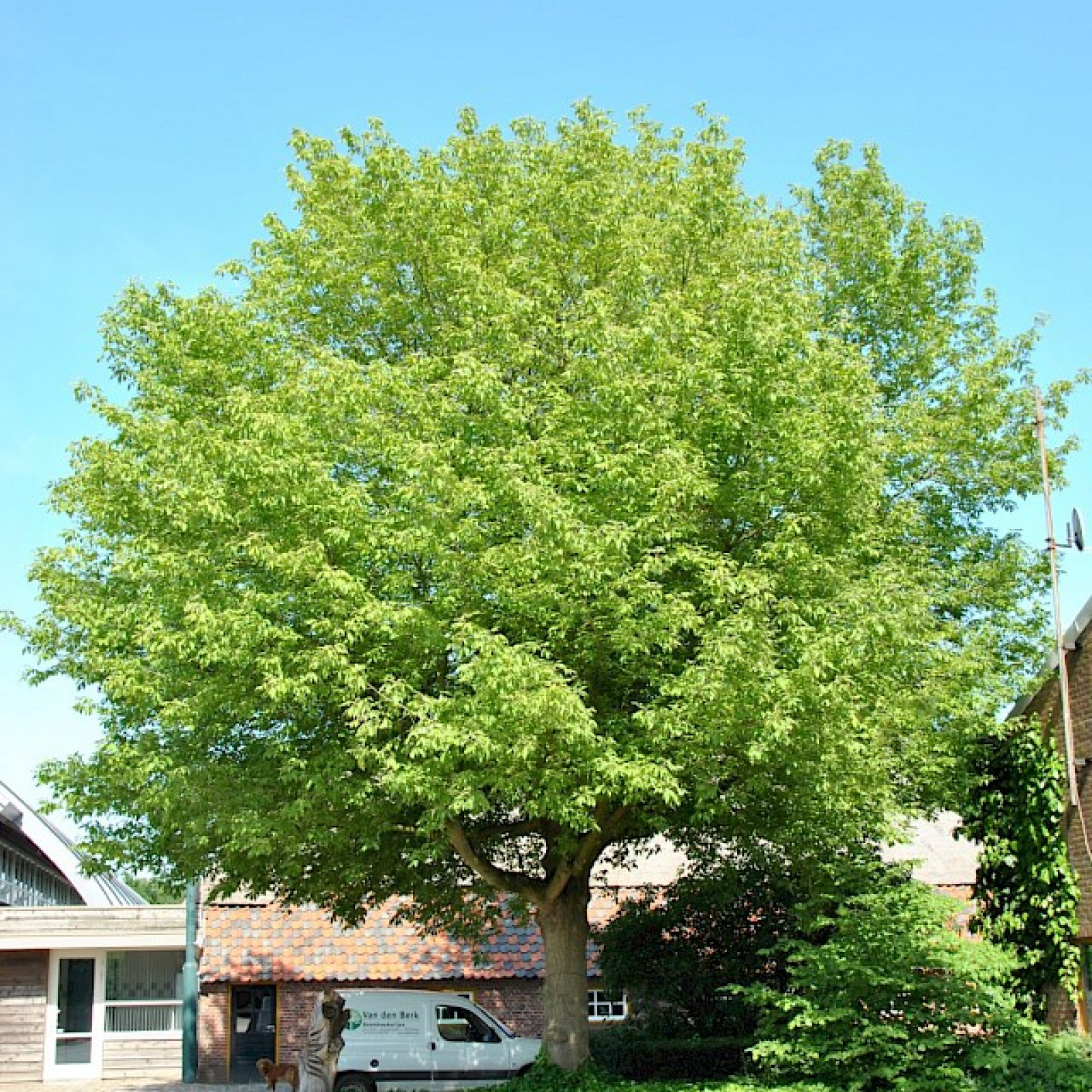 Acer negundo - Rasadnik „Jelena”