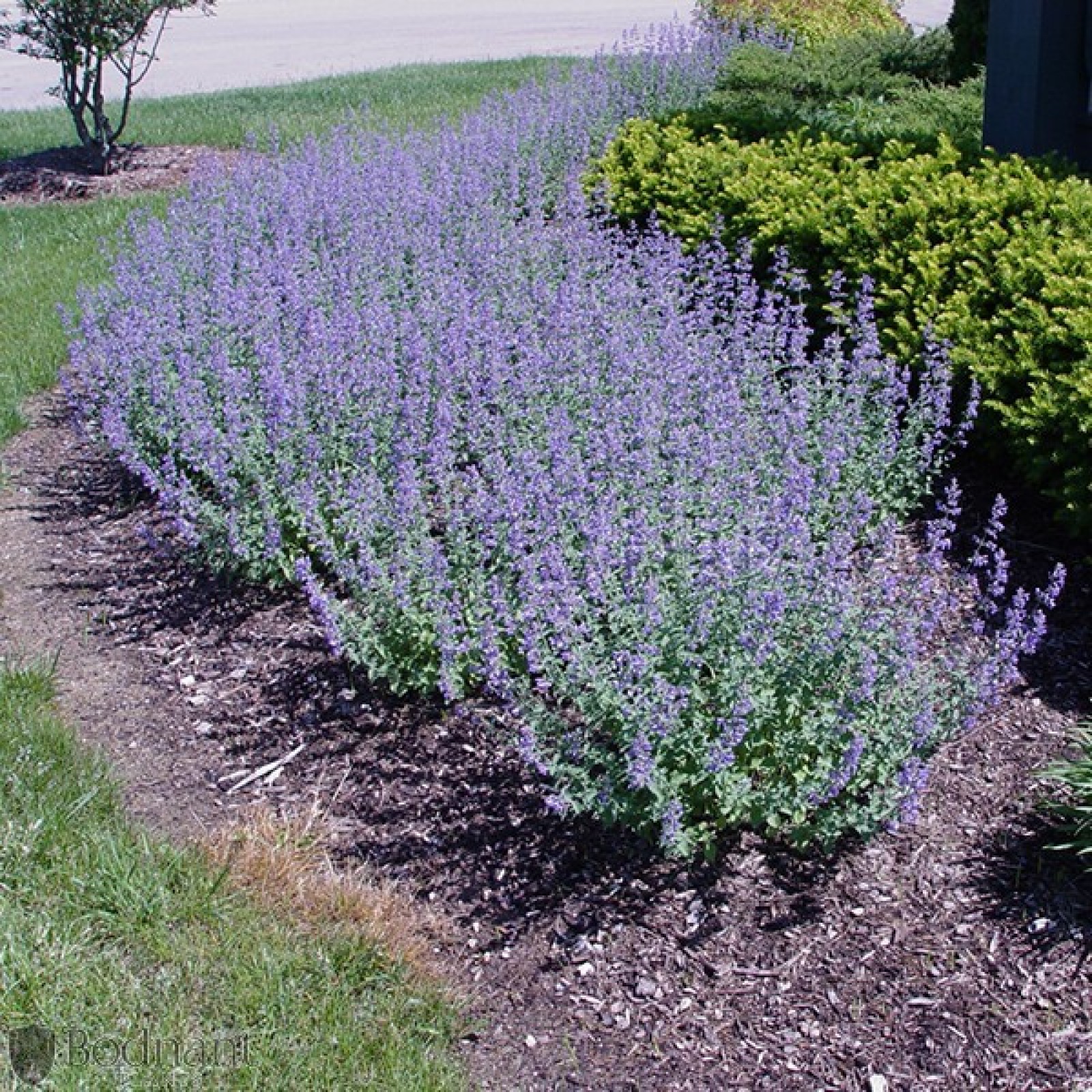 Nepeta - Rasadnik „Jelena”