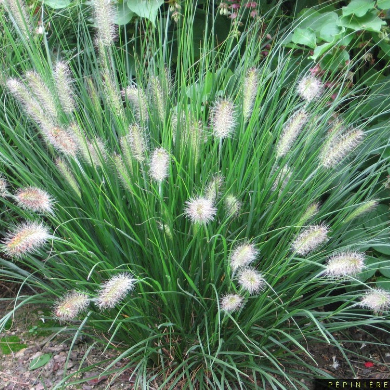 PENNISETUM ALOPECUROIDES „LITTLE BUNNY“ - Rasadnik „Jelena”