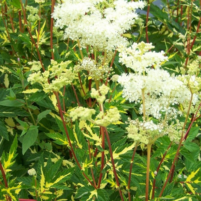 FILIPENDULA ULMARIA „VARIEGATA“ - Rasadnik „Jelena”