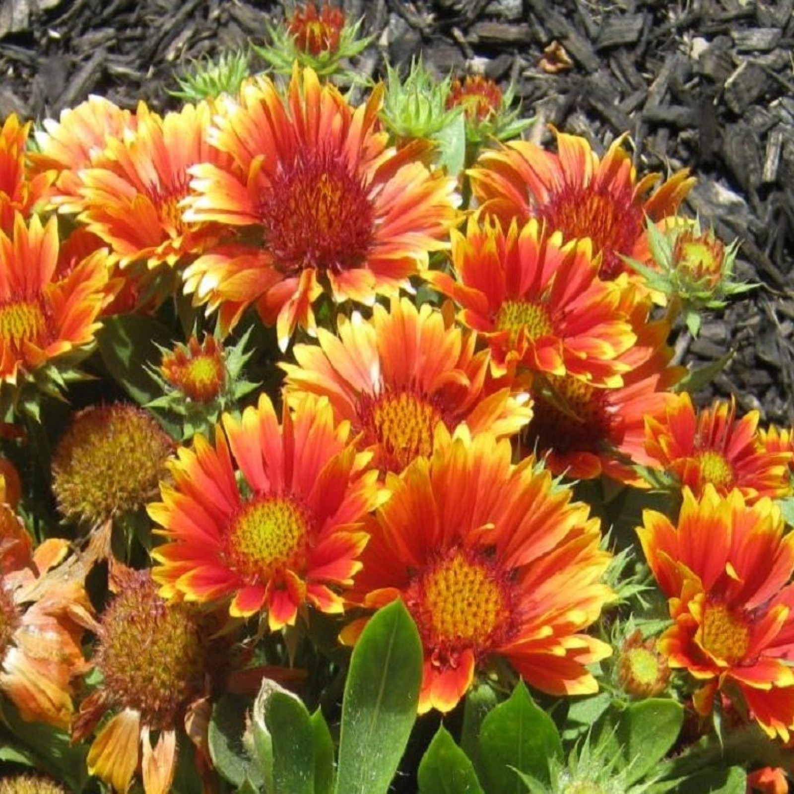 GALLIARDIA GRANDIFLORA „COBOLD“ - Rasadnik „Jelena”