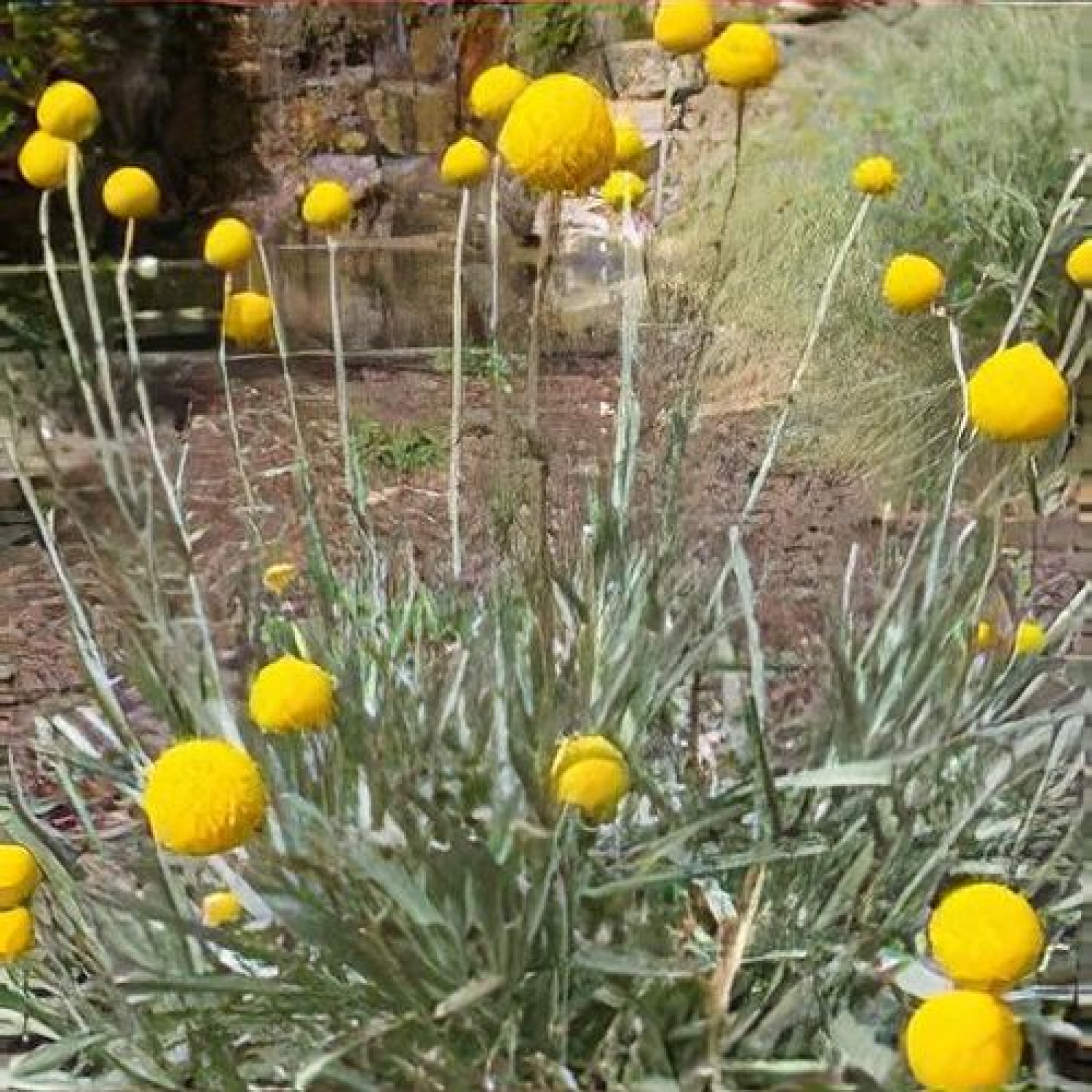 Pycnosorus Globosus 'Billy Buttons' - Rasadnik „Jelena”