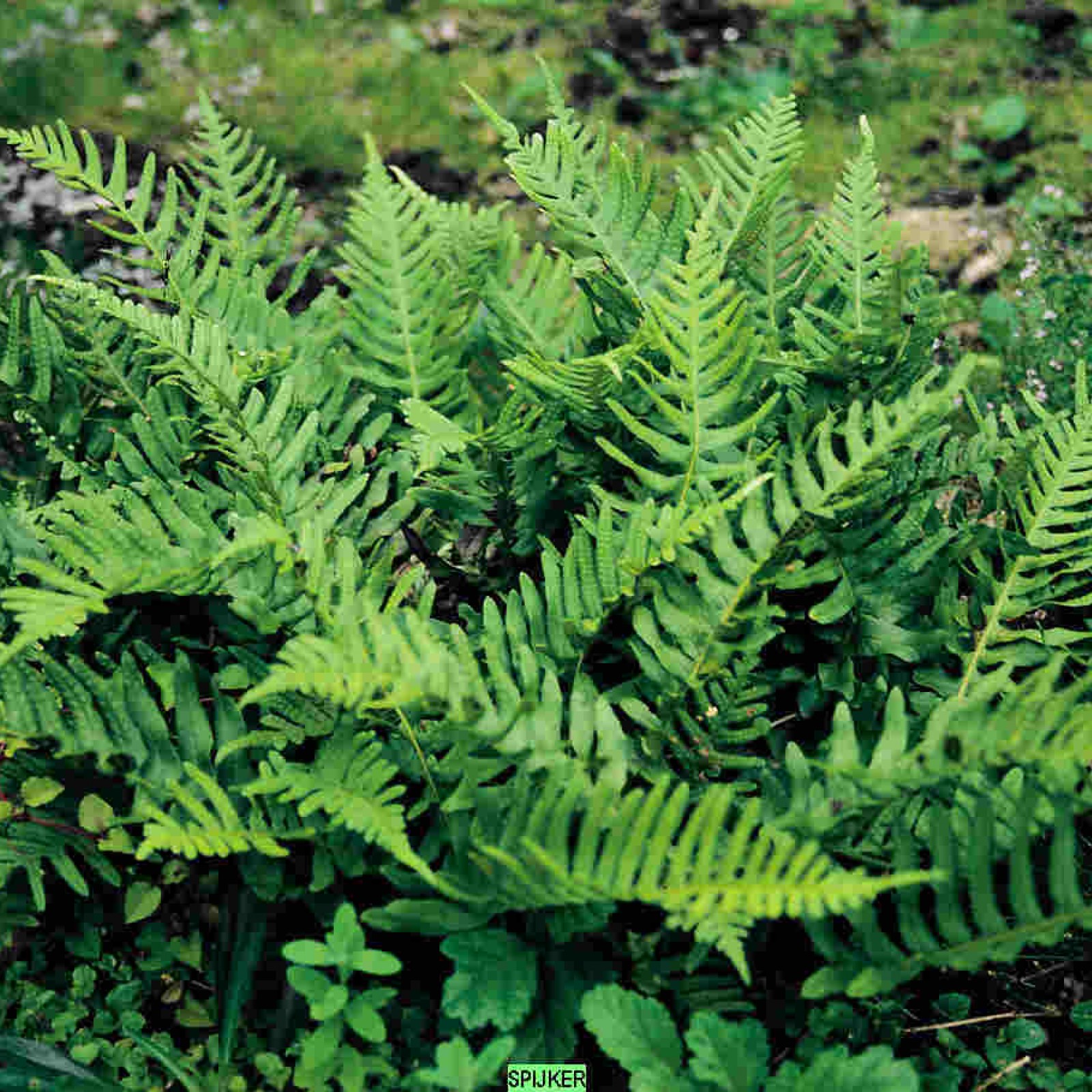 Polypodium vulgare - Rasadnik „Jelena”