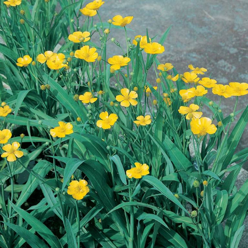 Ranunculus lingua - Rasadnik „Jelena”