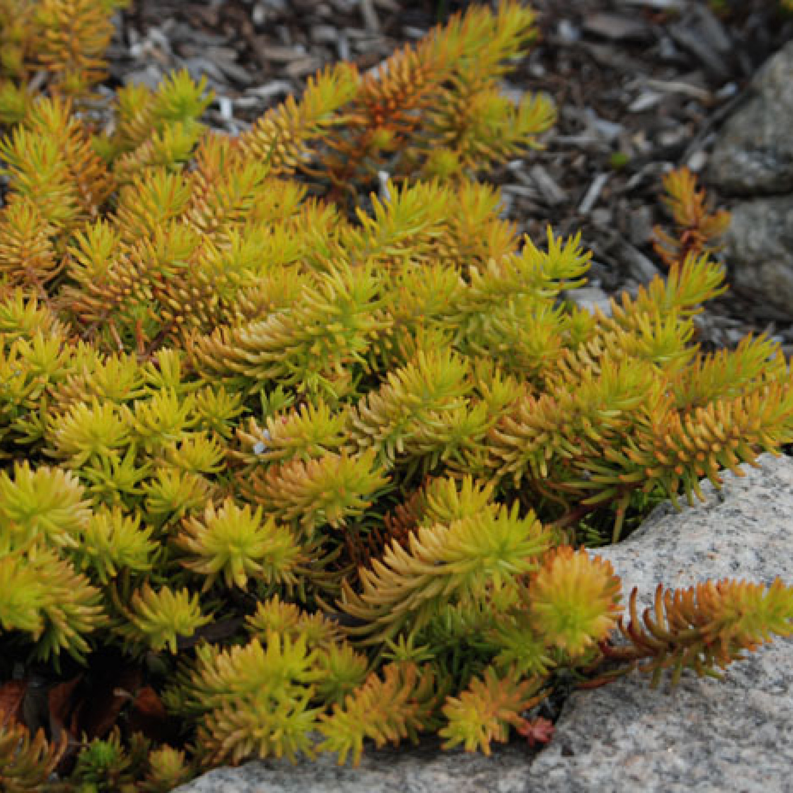 SEDUM RUPESTRE „ANGELINA“ - Rasadnik „Jelena”
