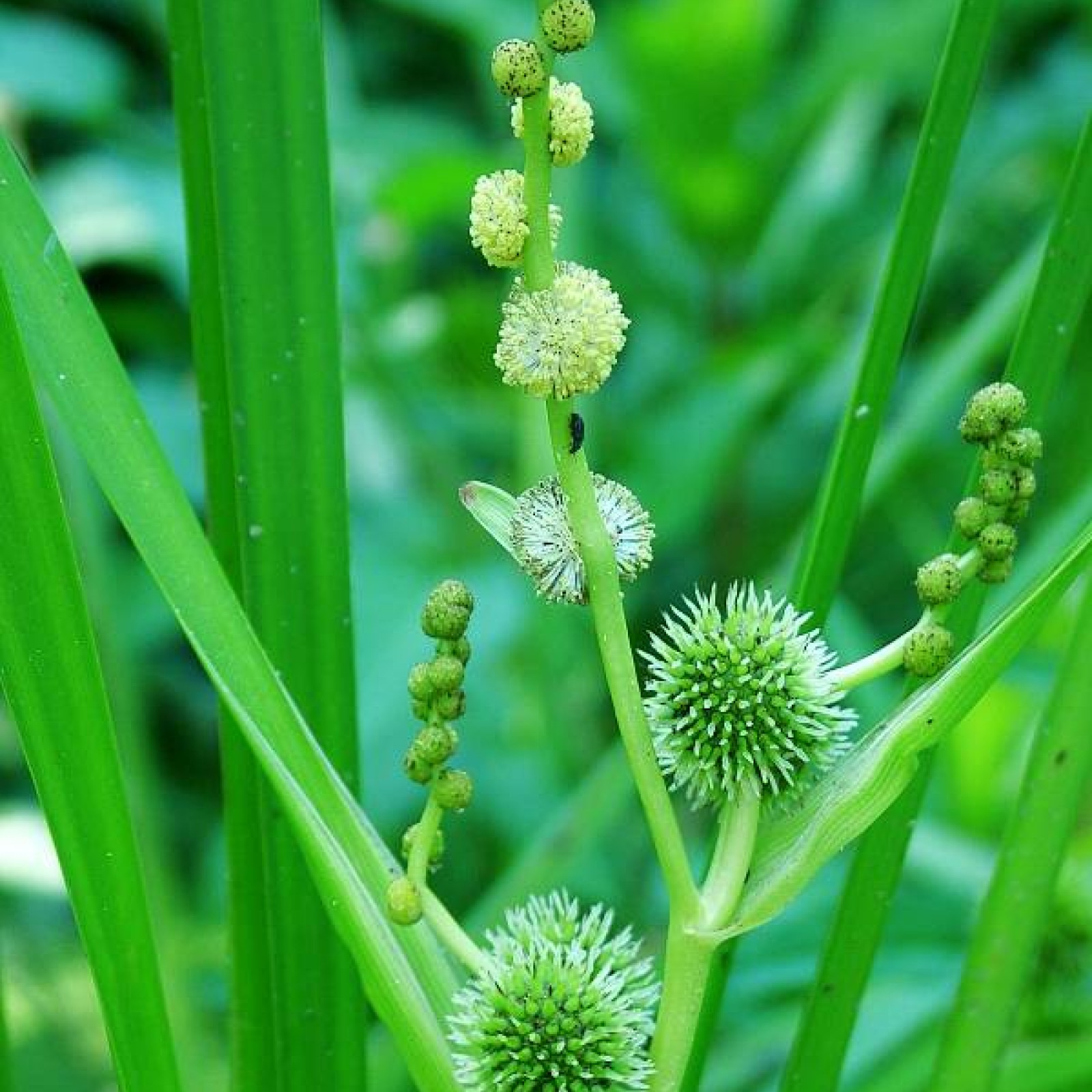 Sparganium erectum - Rasadnik „Jelena”