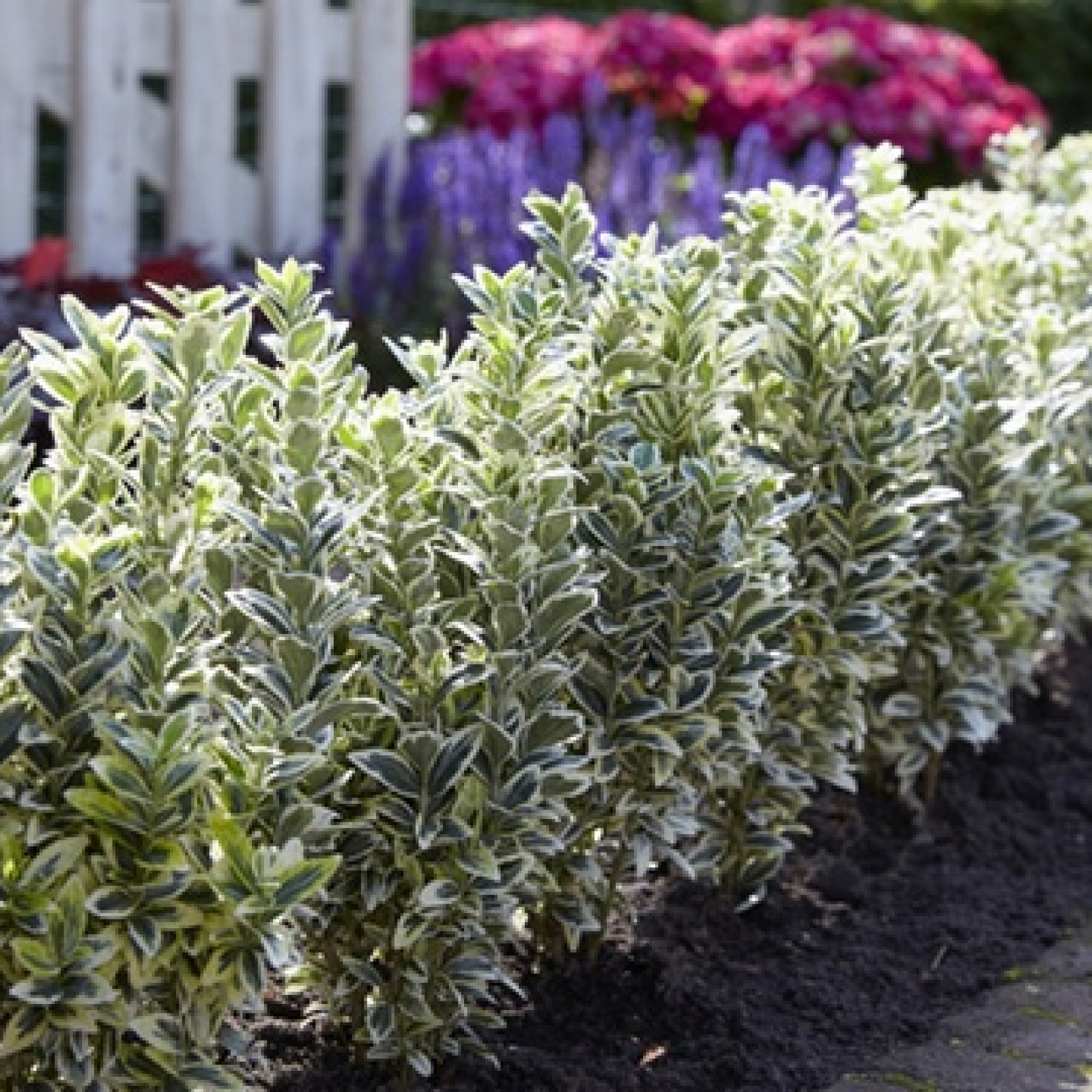 Euonymus japonicus " White Spire" - Rasadnik „Jelena”