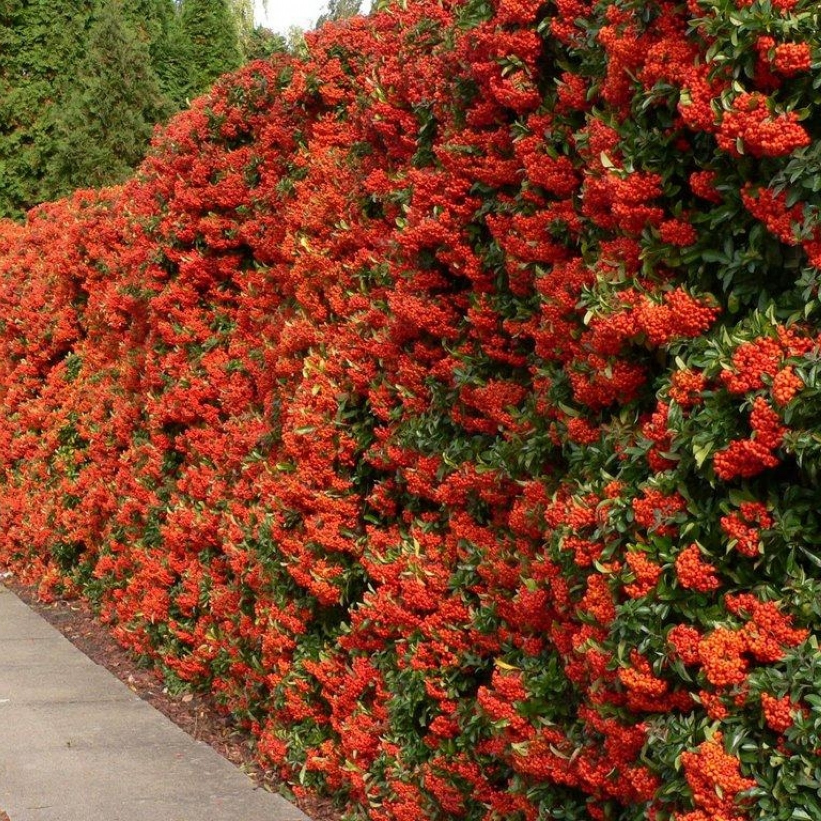 PYRACANTHA COCCINEA - Rasadnik „Jelena”