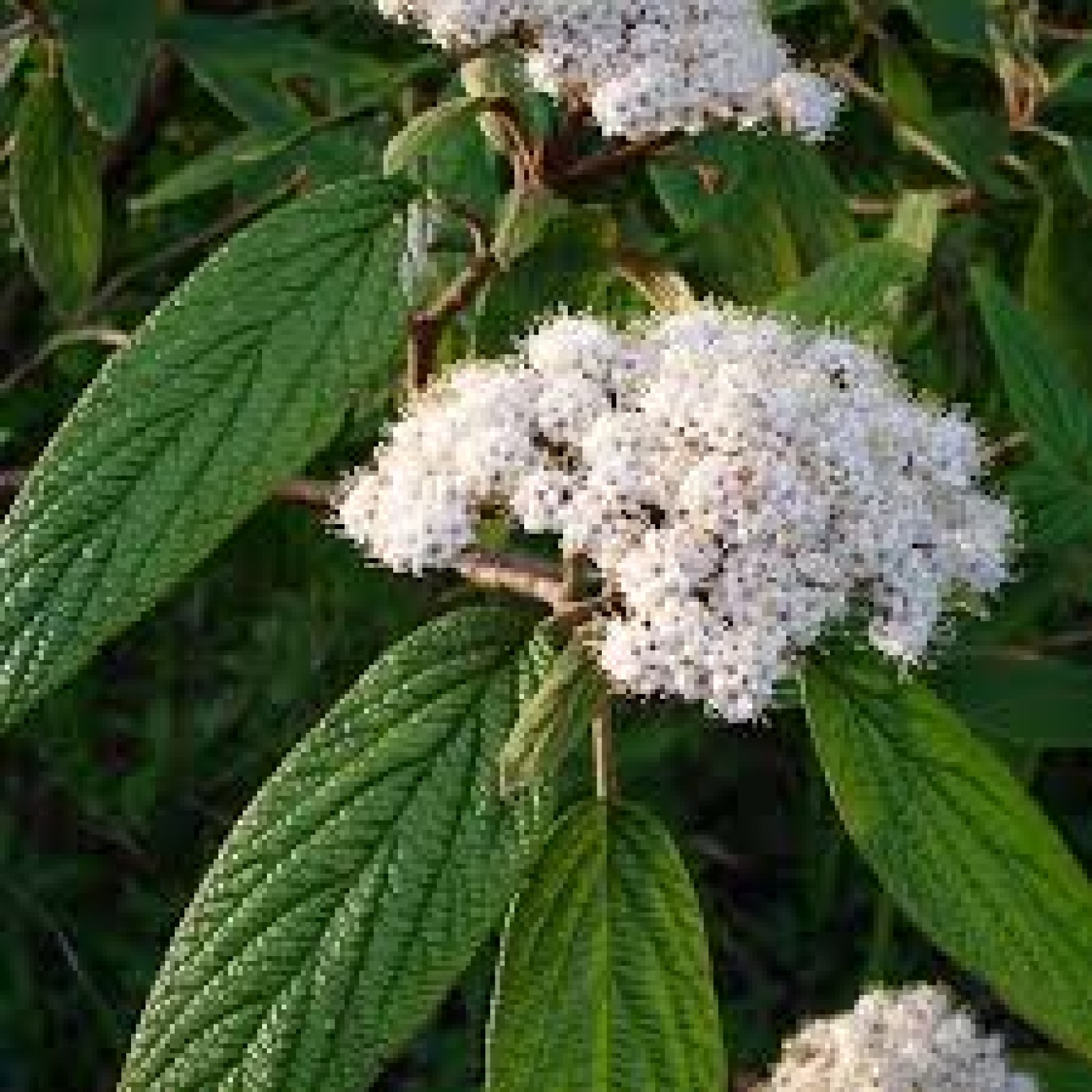 VIBURNUM OPULUS - Rasadnik „Jelena”