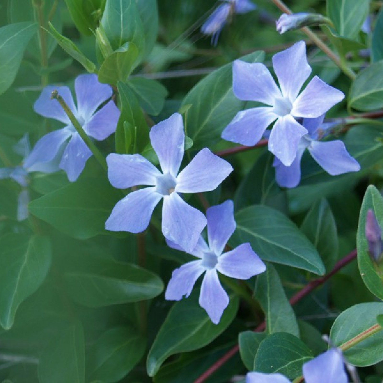 Vinca Major - Rasadnik „Jelena”