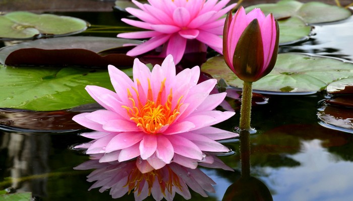 Rasadnik „Jelena”