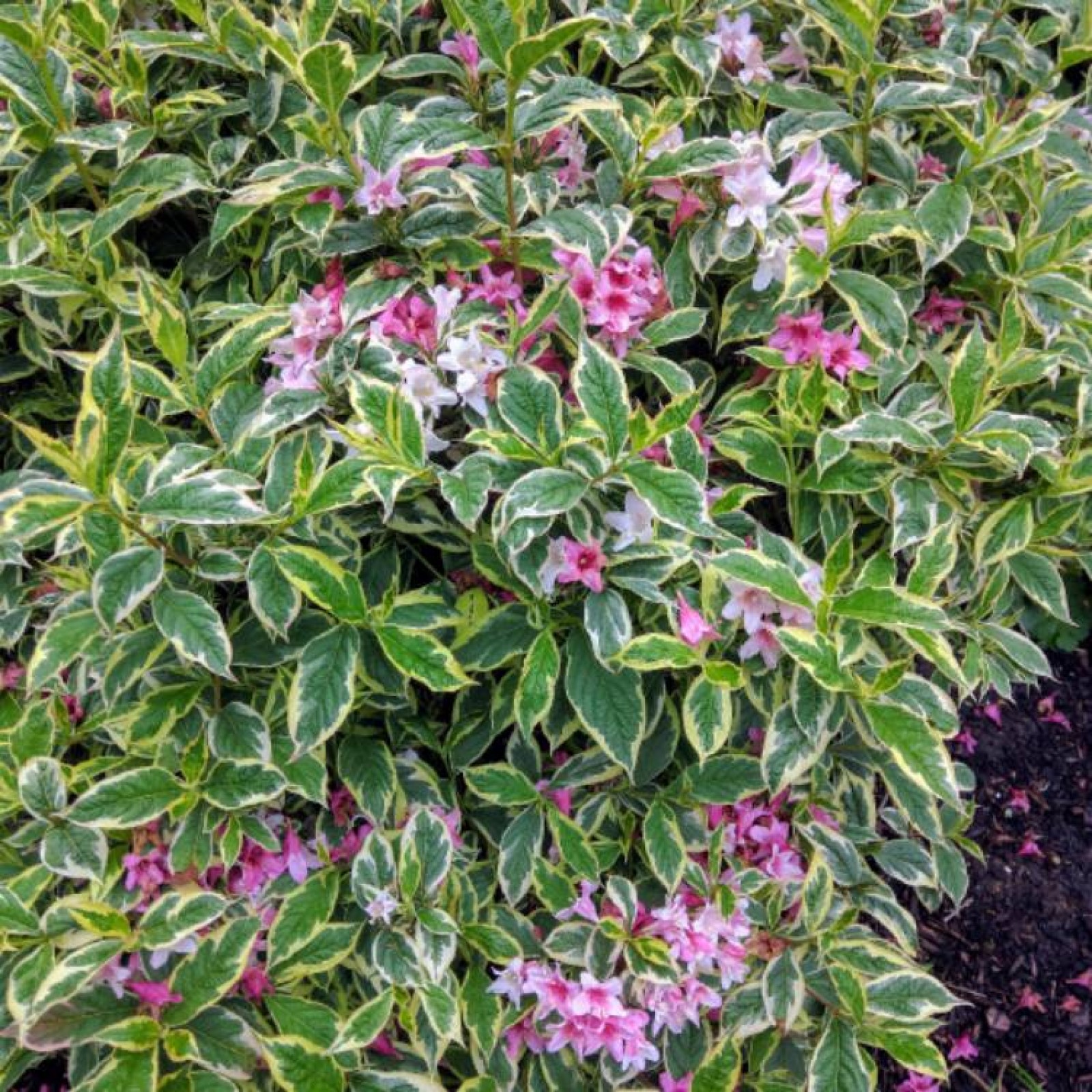 Weigela tricolor - Rasadnik „Jelena”